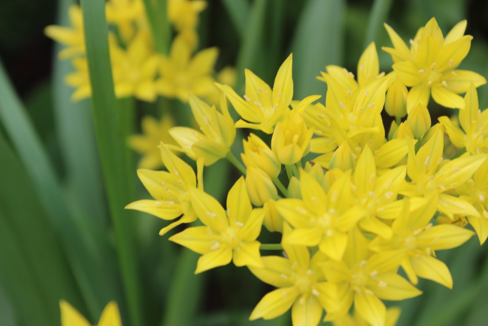 Allium Moly - Yellow Allium Flowers